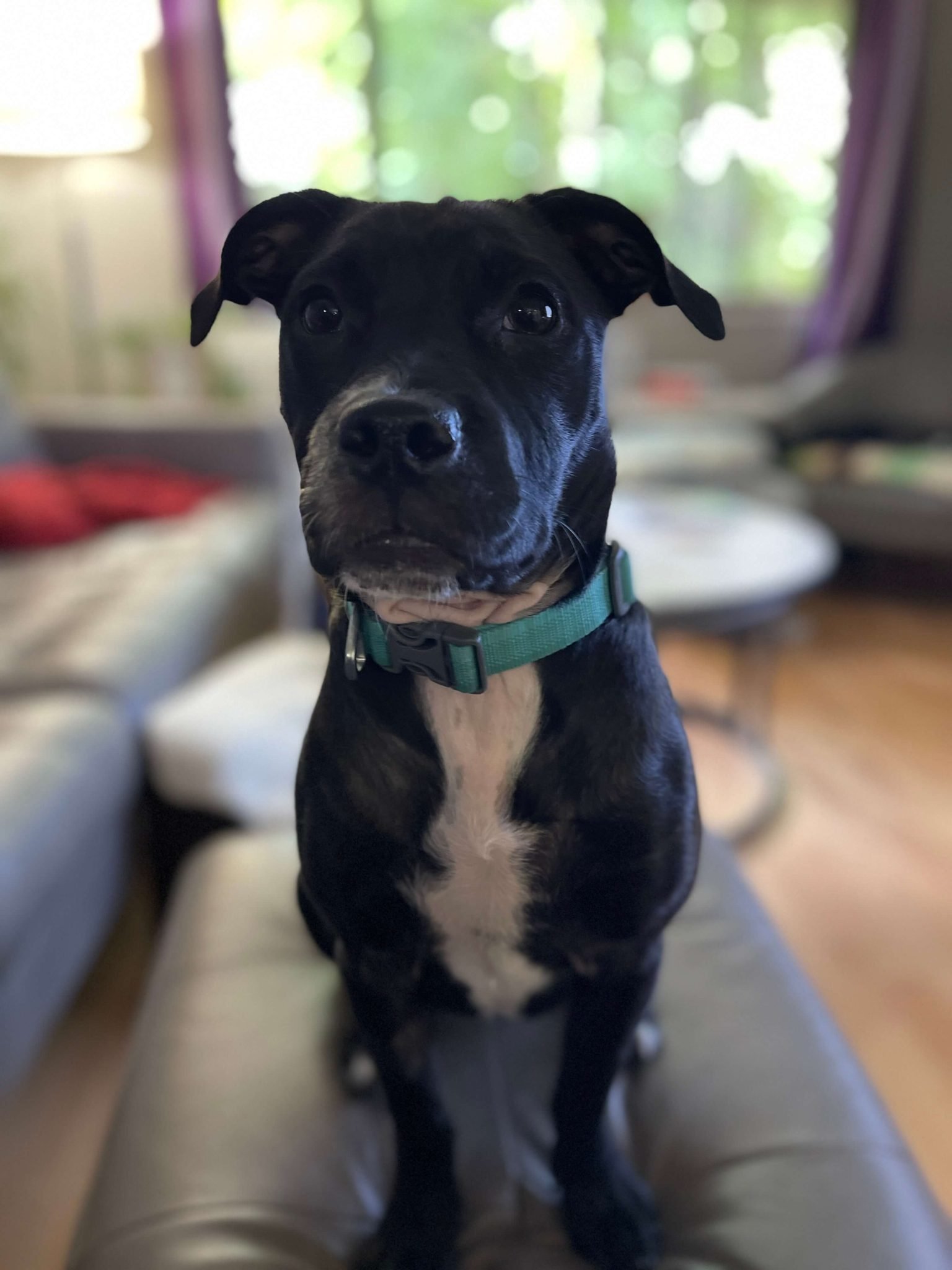 Using a Marker and Release Cue in Dog Training - Canine Einstein